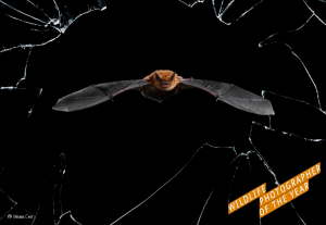 Masterclass gratuita de Mario Cea en Madrid (Wildlife Photographer of ...