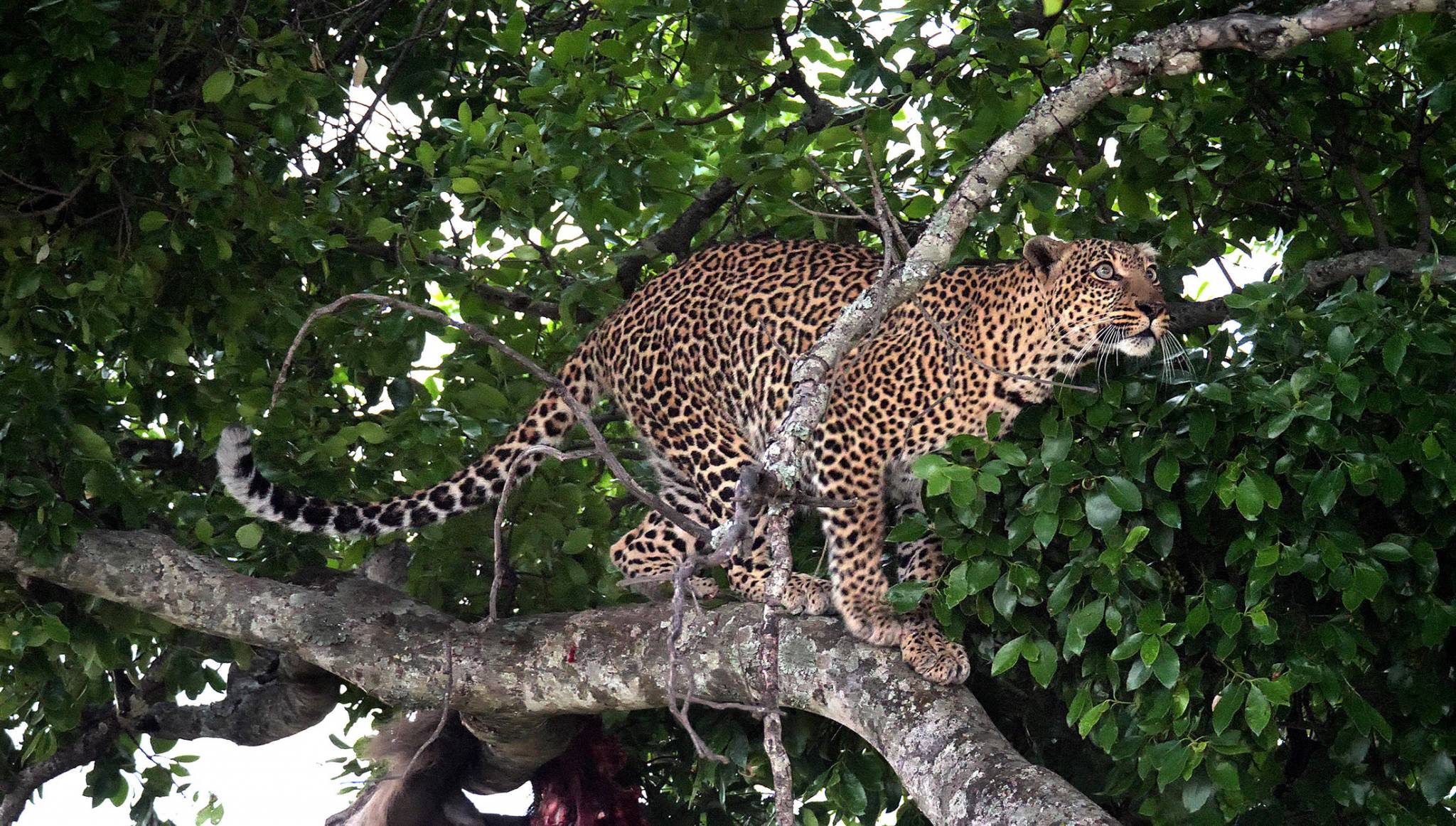 Nuevo libro de Andoni Canela: Panteras – AEFONA