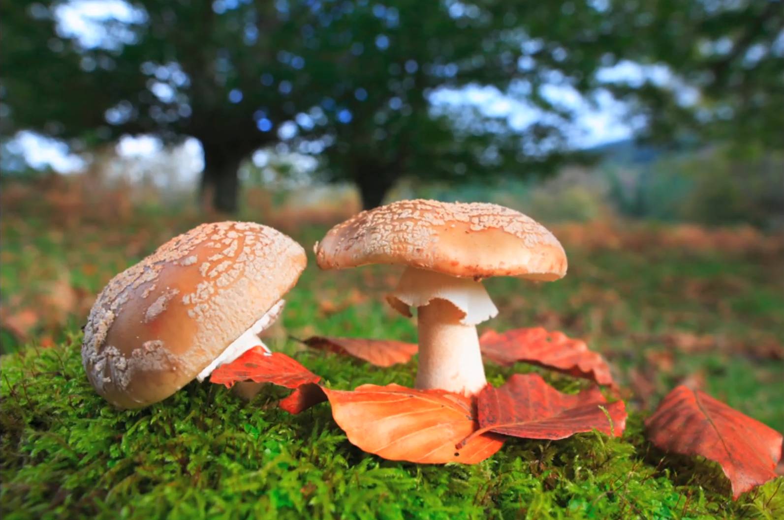 La magia de las setas y la fotografía – AEFONA